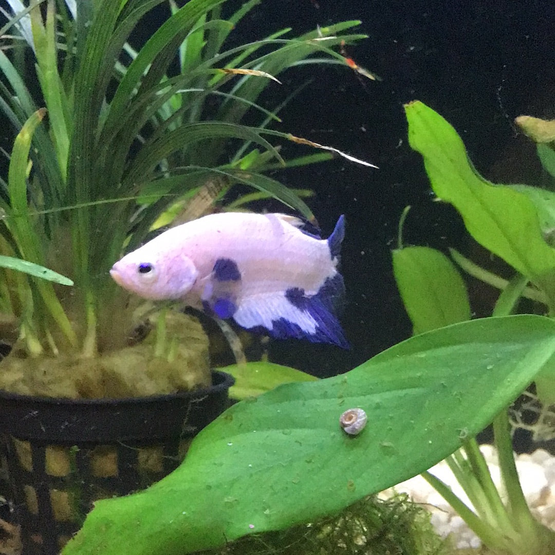 Blue Marble Panda Betta – Tropical Aquarium