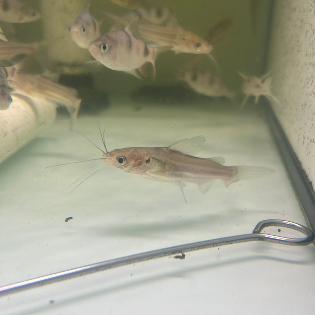 Mystus Catfish (Mystus vittatus) – Tropical Aquarium
