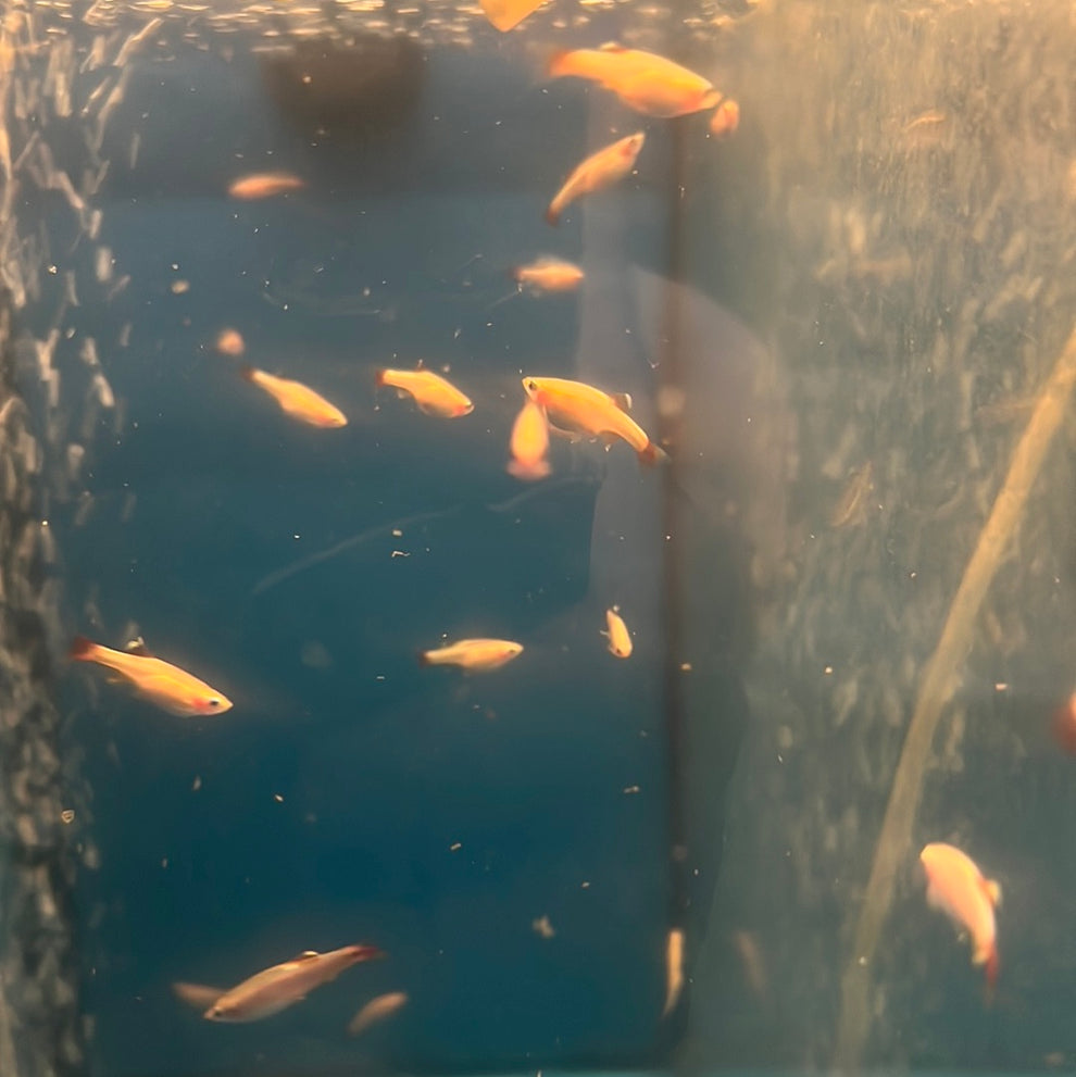 Gold White Clouds -mountain minnows (Tanichthys albonubes) – Tropical ...