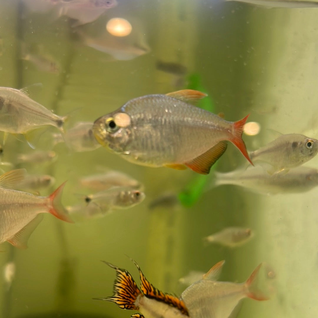 Colombian Red/blue Tetra (Hyphessobrycon columbianus) – Tropical Aquarium