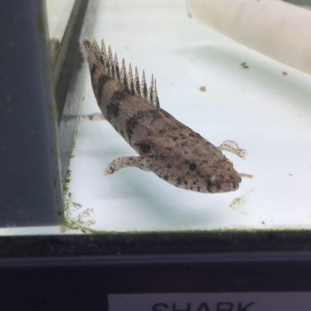 Tiger Bichir (Polypterus Endlicheri) – Tropical Aquarium