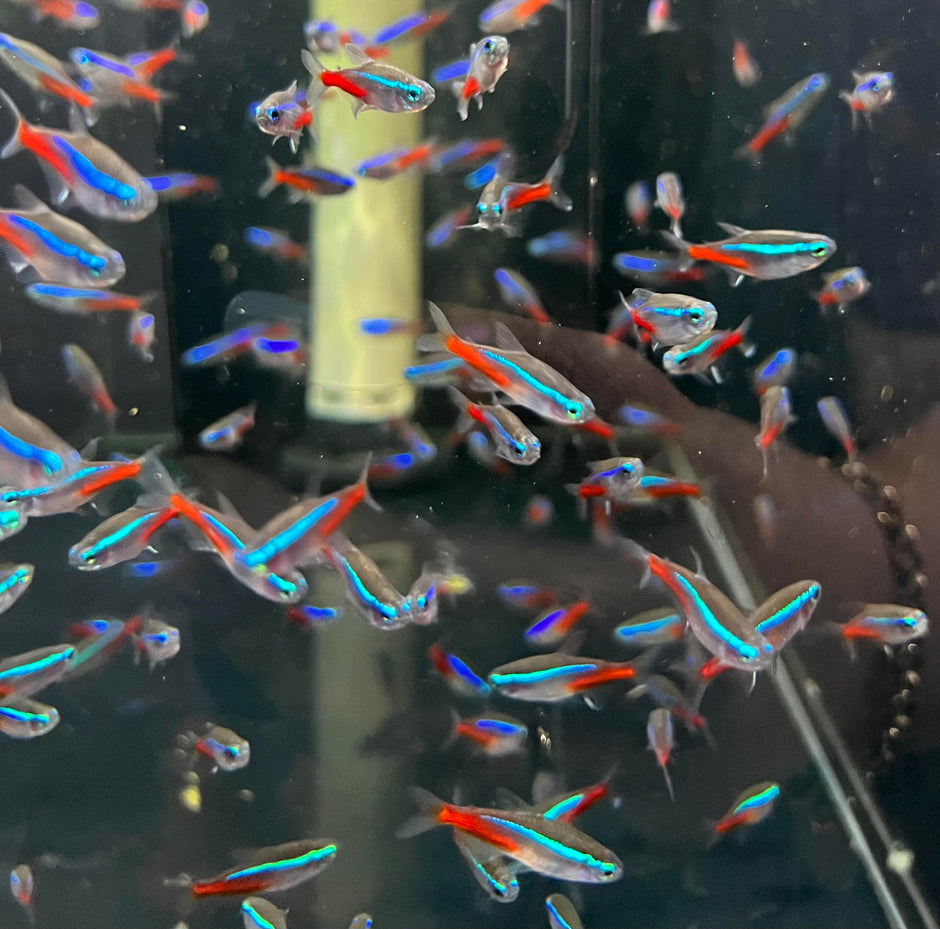 Buy Tetras (Tetra Fish) Online – Tropical Aquarium